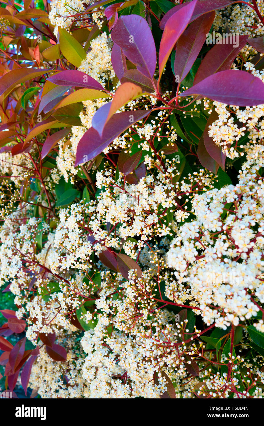 Photinia flowering in may, Provence, France Stock Photo - Alamy