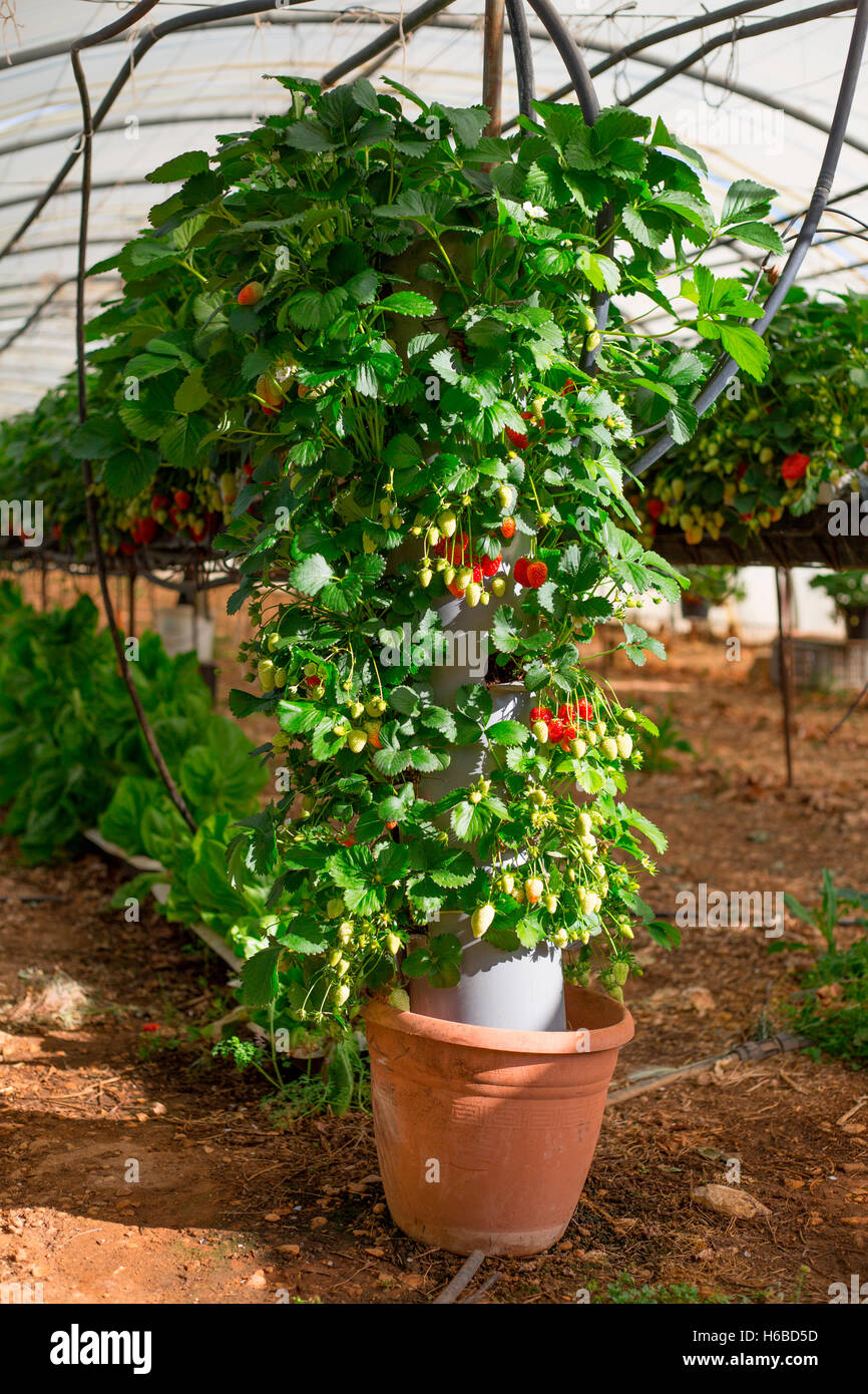 Fragaria vesca pot hi-res stock photography and images - Alamy