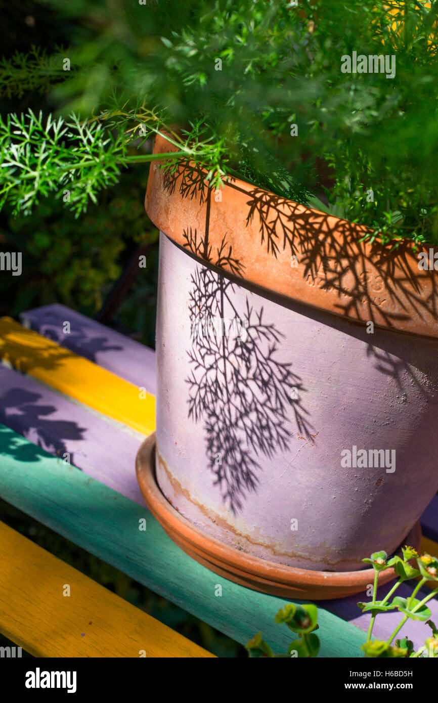 Fennel in pot, Provence, France Stock Photo - Alamy