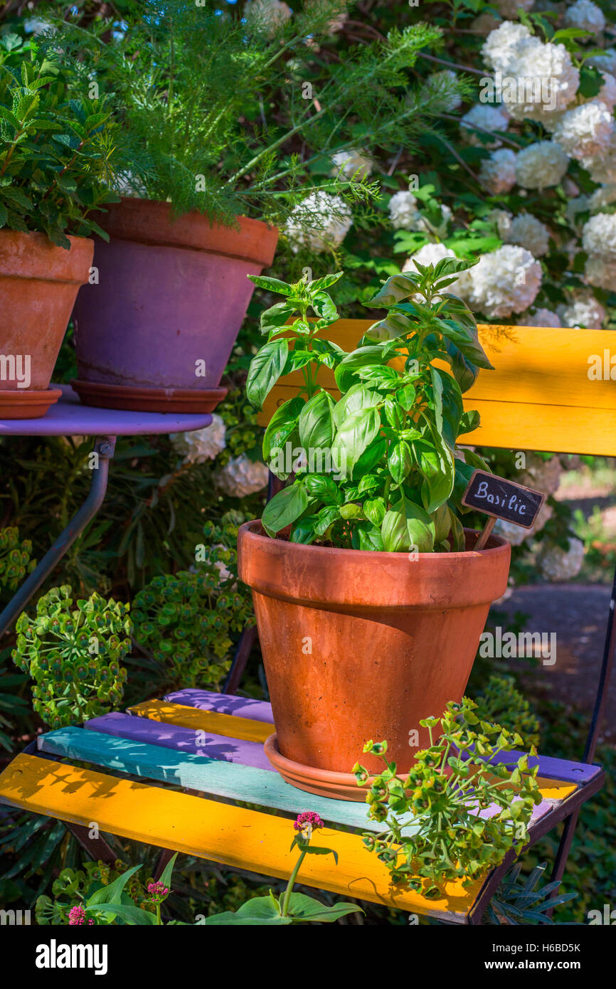 Basil In French at Thelma Guerrero blog