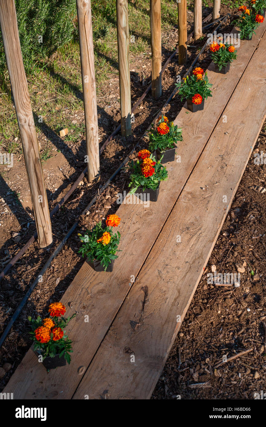 Stakes for tomatoes and plantation of marigolds in a kitchen garden ...