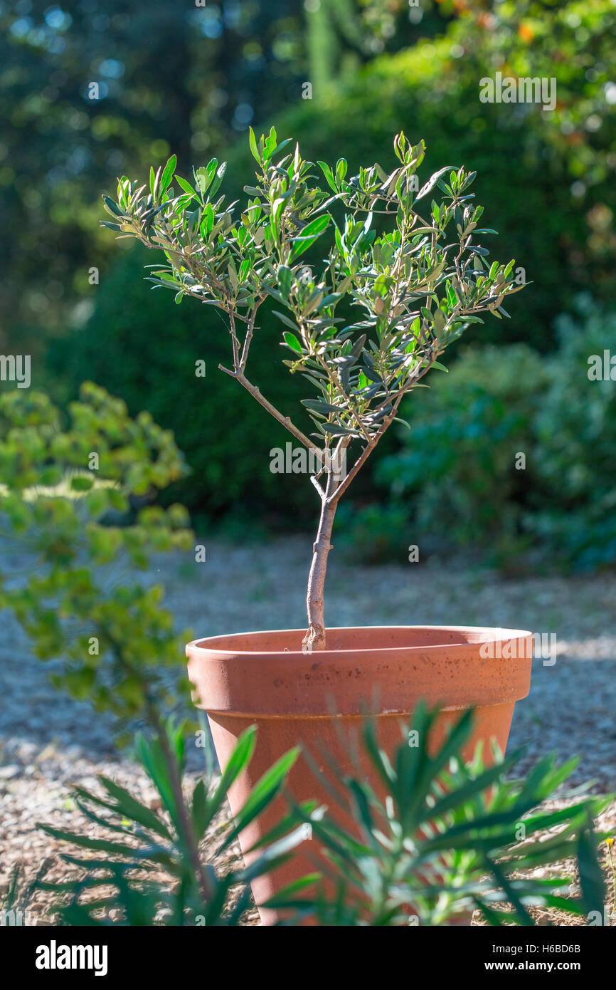Olive tree pot hi-res stock photography and images - Alamy