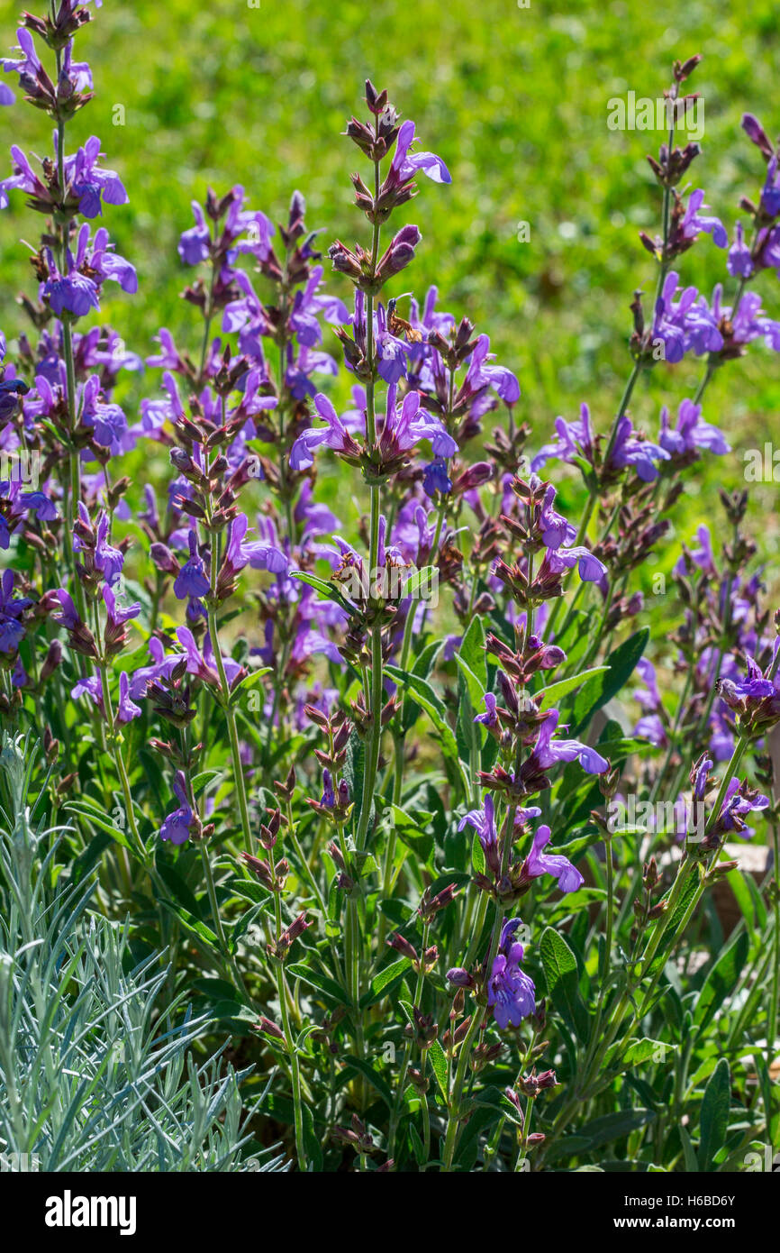 Sage in bloom dans un jardin, Provence, France Stock Photo - Alamy