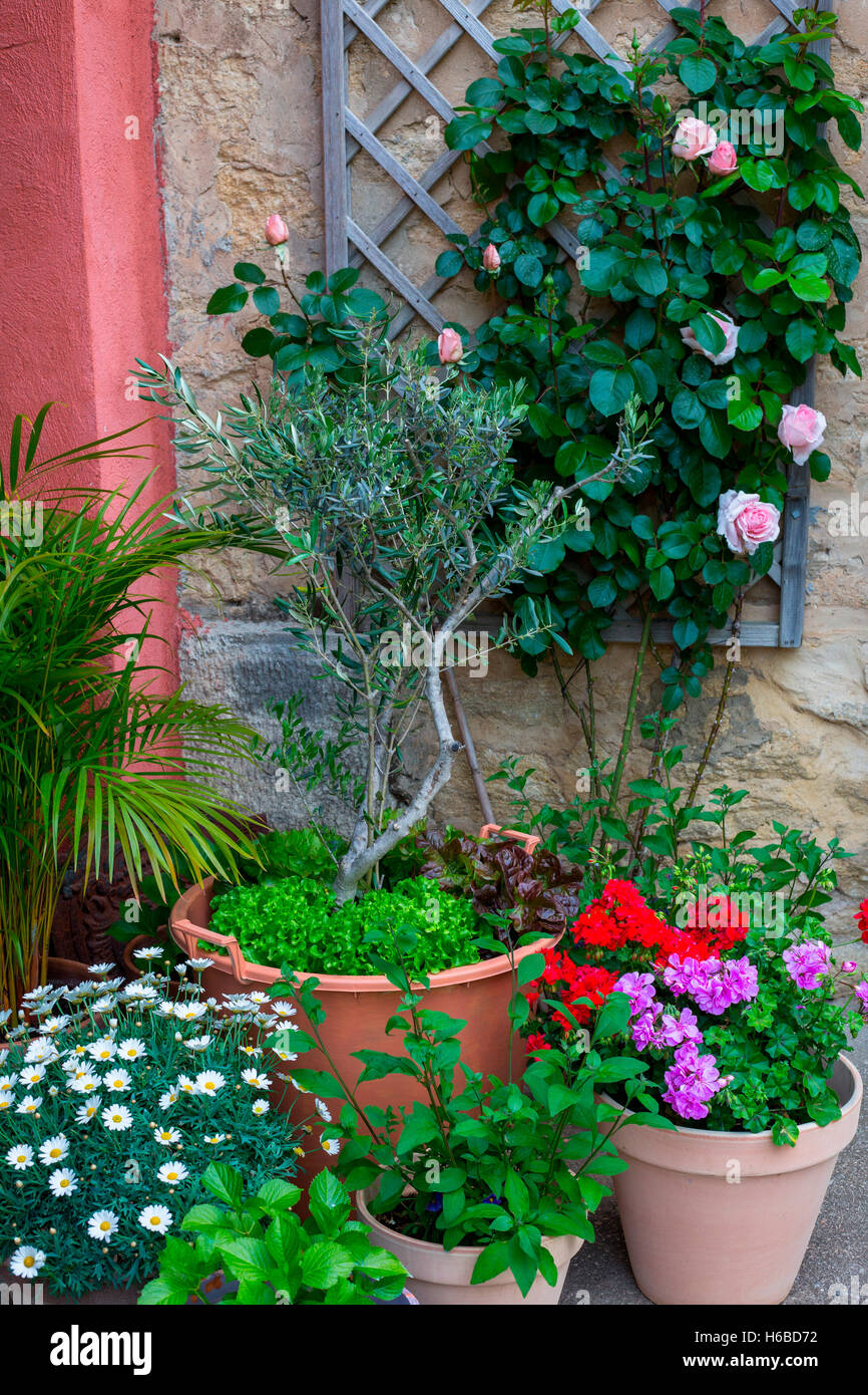Olive tree pot hi-res stock photography and images - Alamy