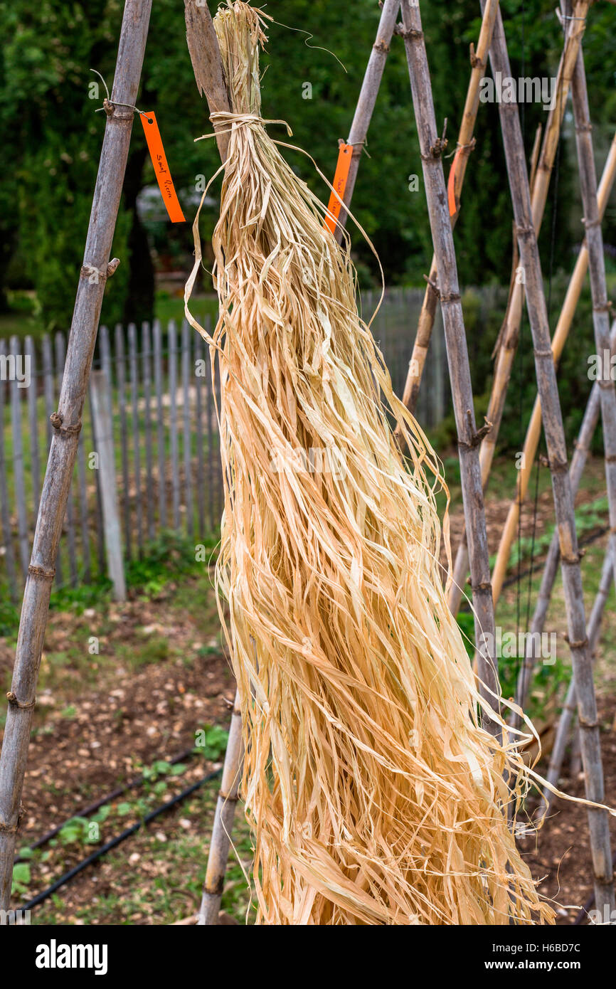 Plantation of tomatoes in a garden - Raffia used for tying plants ...