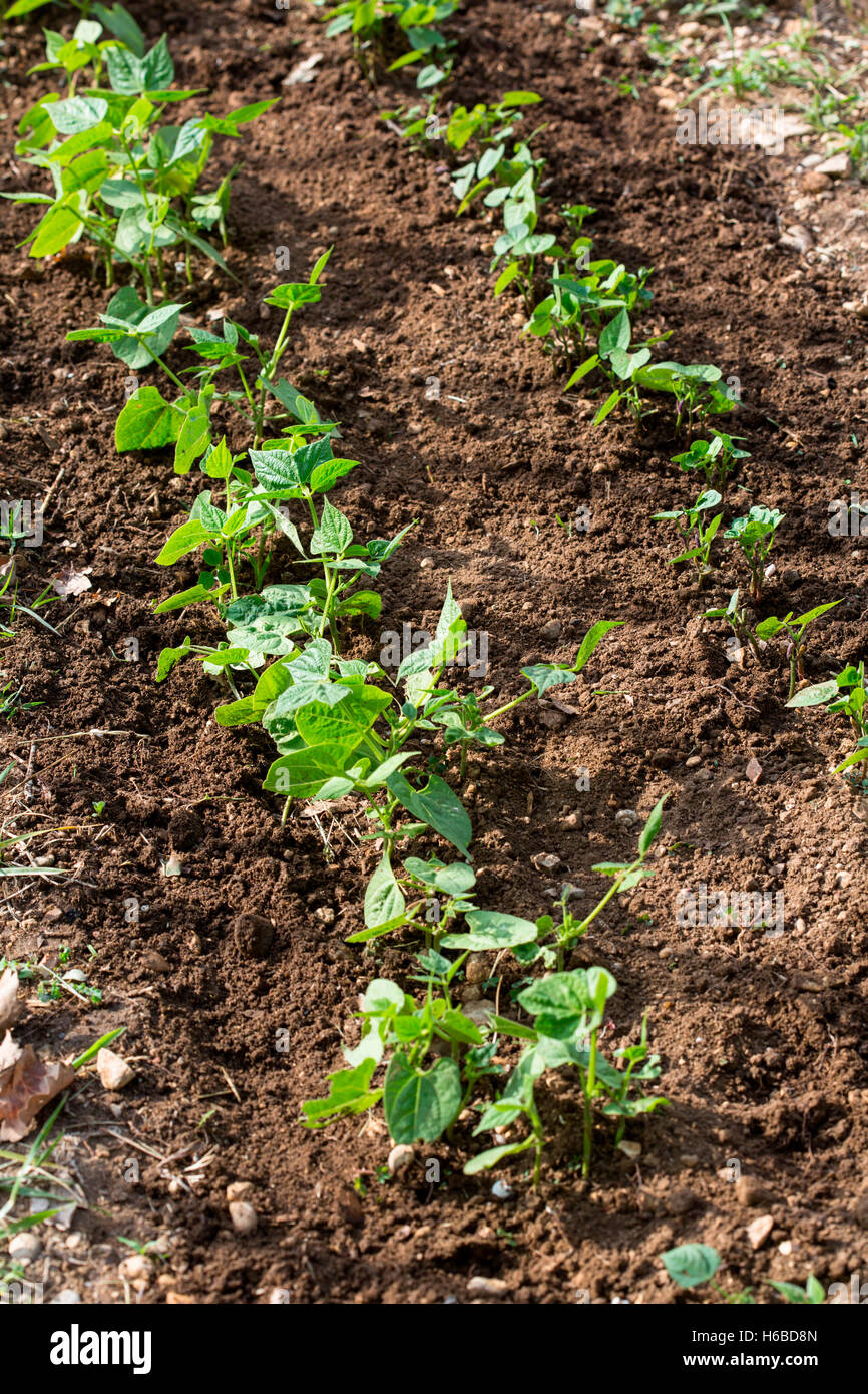 Bush bean seedling, Provence, France Stock Photo - Alamy