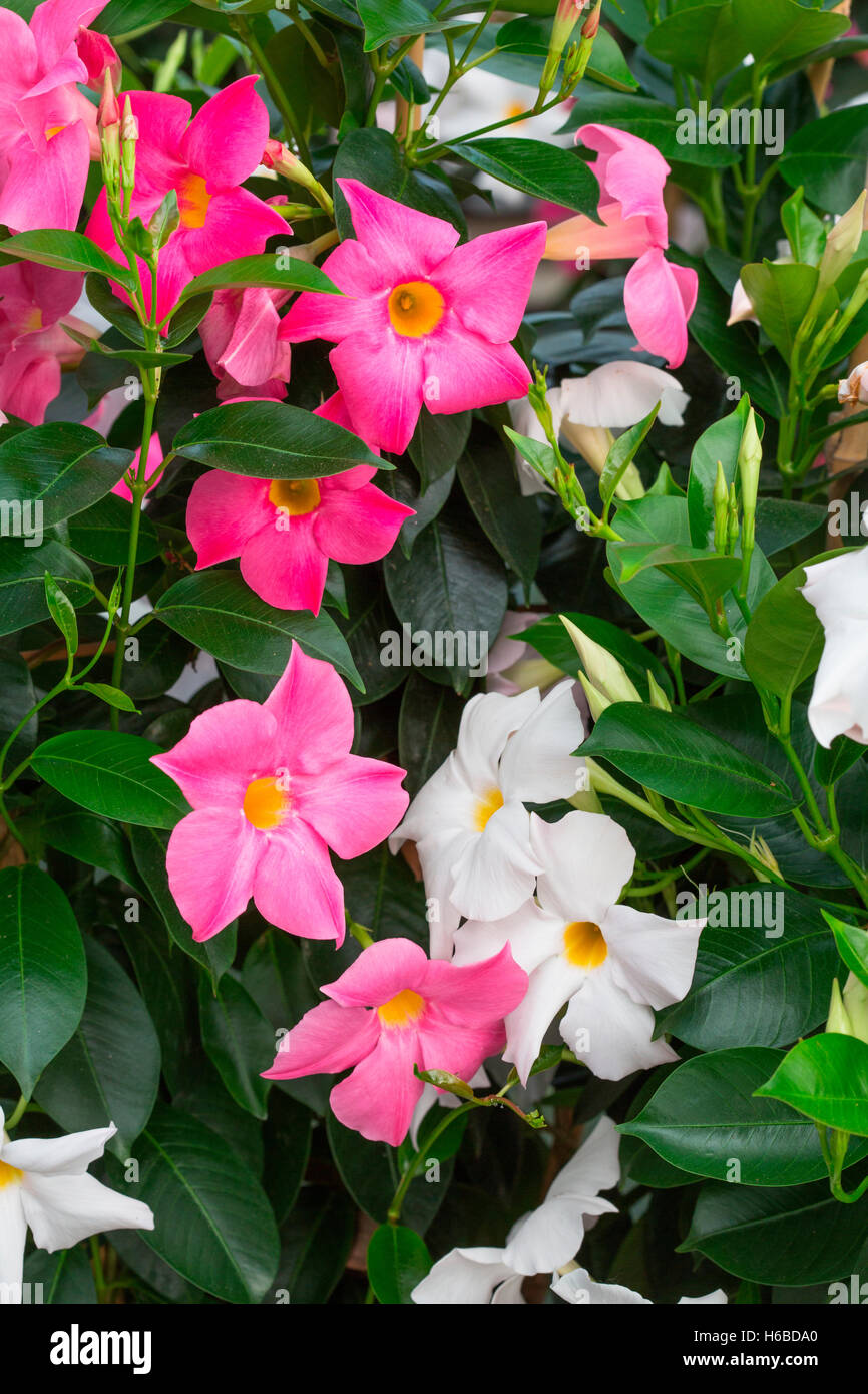 Mandevilla flowers, Provence, France Stock Photo - Alamy