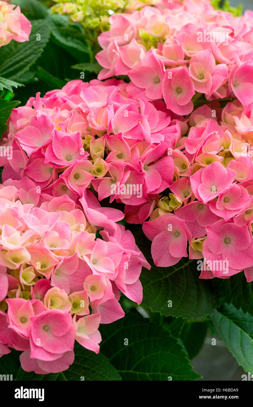 Hydrangea flowers (Hydrangea macrophylla), Provence, France Stock Photo ...