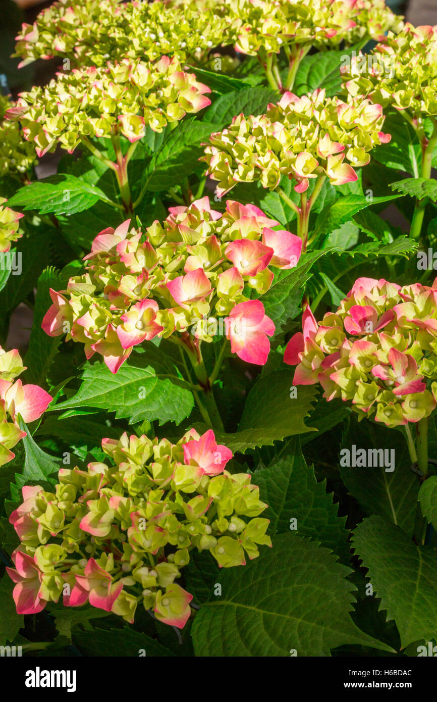 Hydrangea flowers (Hydrangea macrophylla), Provence, France Stock Photo ...