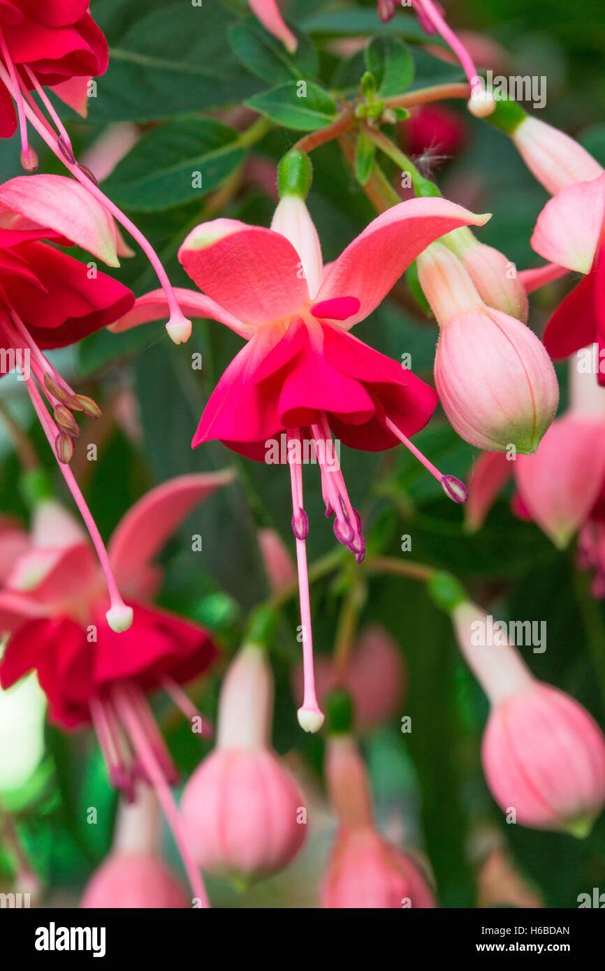 Fuchsia flowers, Provence, France Stock Photo - Alamy