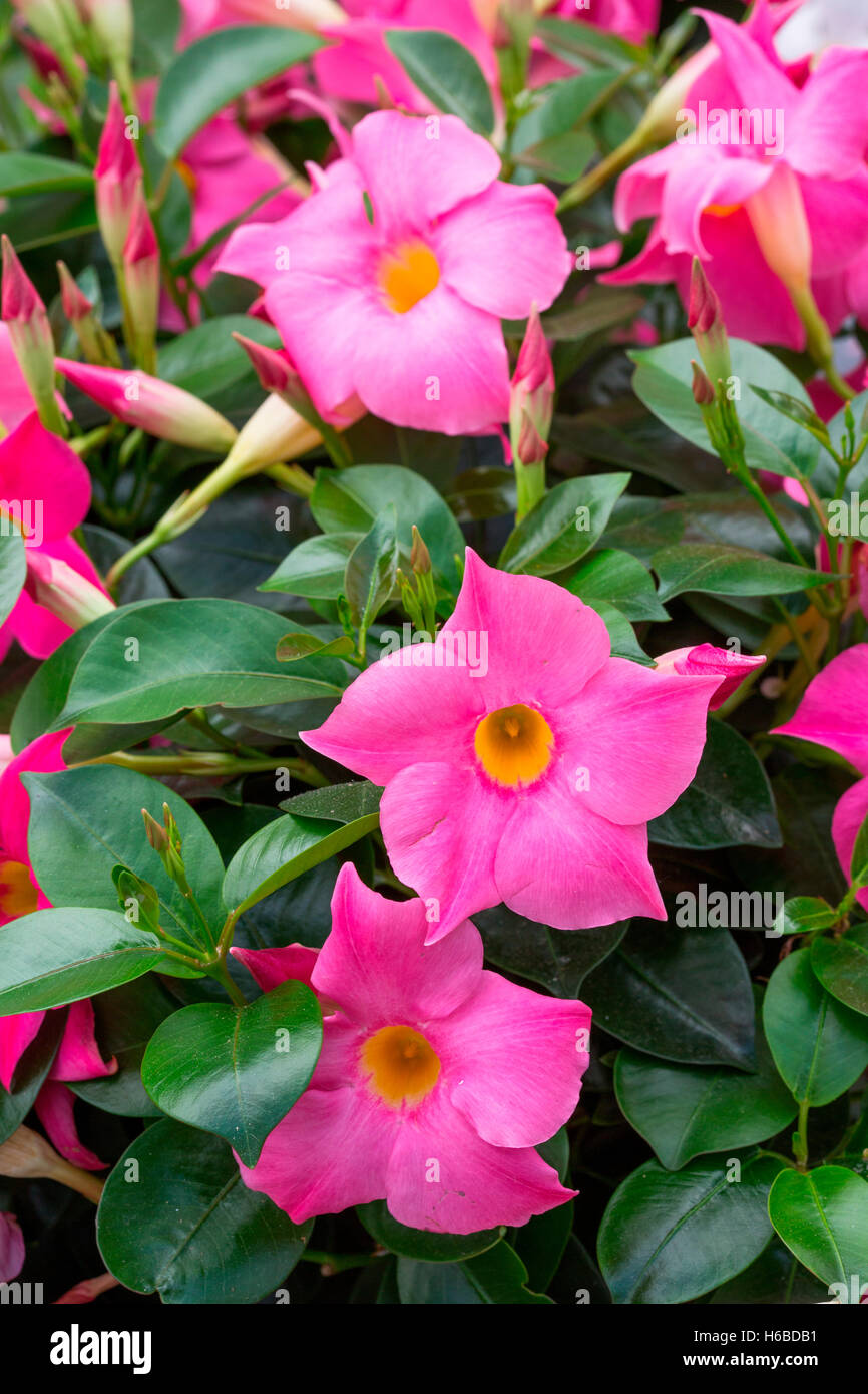 Mandevilla Sp High Resolution Stock Photography and Images - Alamy