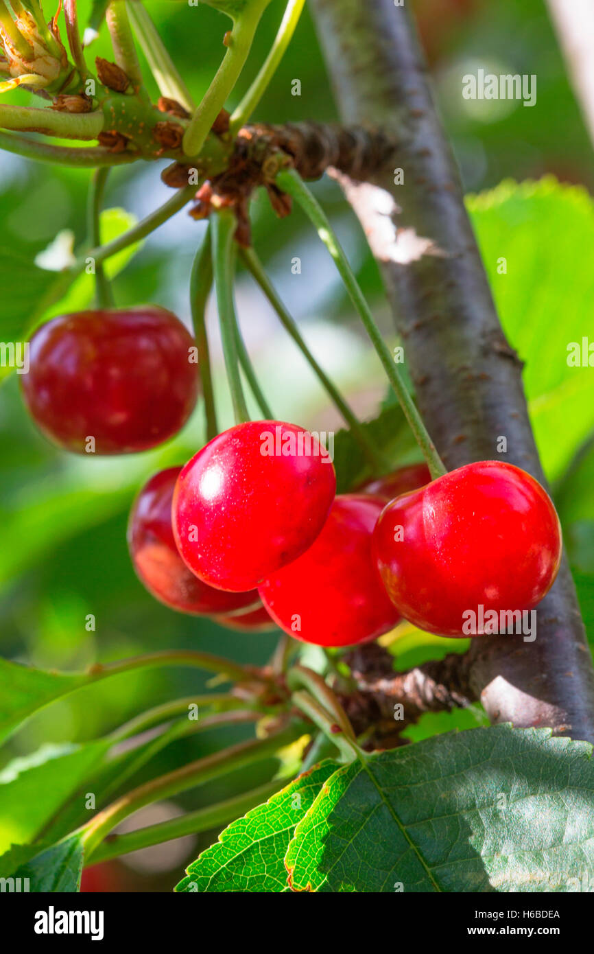 Red Morello cherries on the tree, Provence, France Stock Photo - Alamy