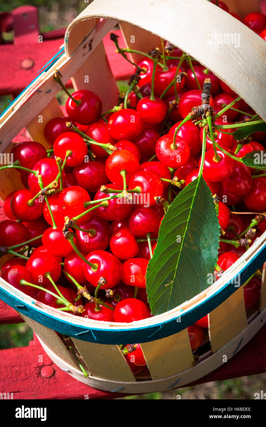 Morello cherries in a basket, Provence, France Stock Photo - Alamy