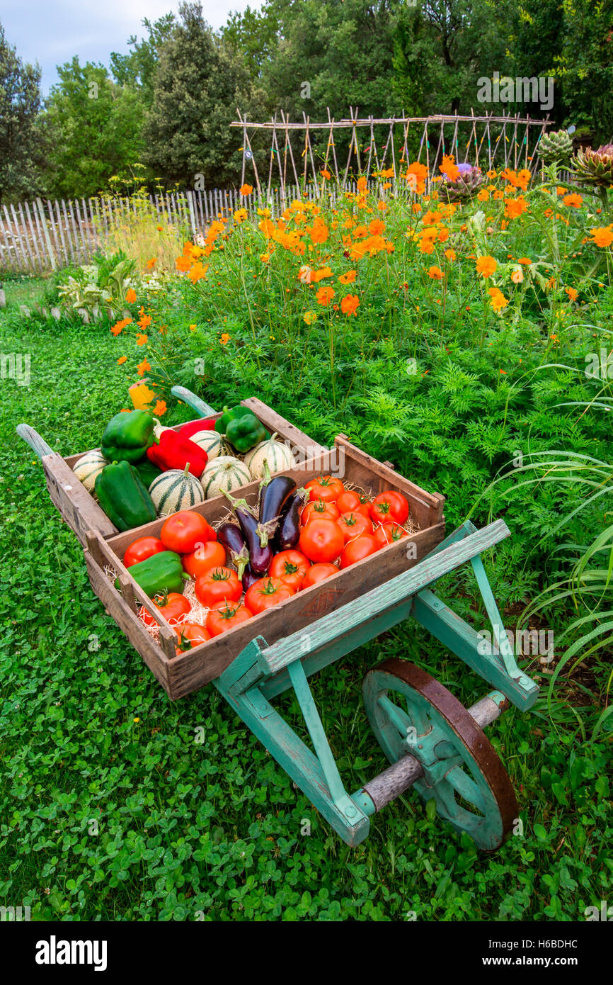 Summer harvest of fruits and vegetables on a wheelbarrow, Provence ...