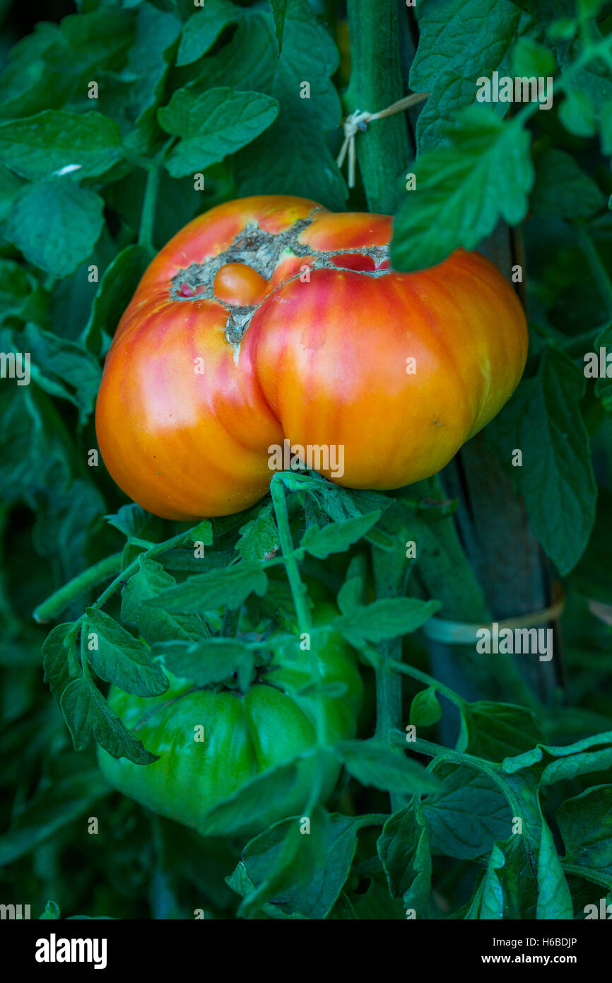 Tomato 'Pineapple', ugly vegetable, Provence, France Stock Photo - Alamy