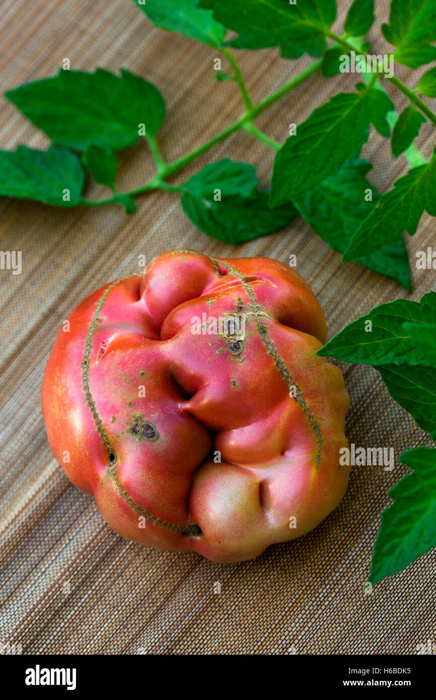 Tomato 'Noire de Crimée', Ugly vegetable, Provence, France Stock Photo ...
