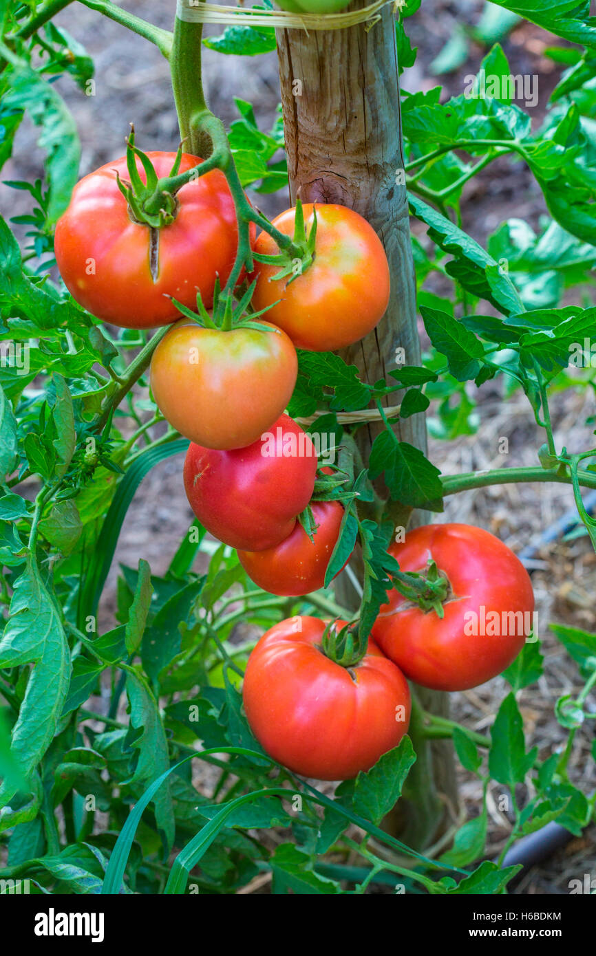 Tomato 'Monte Carlo', Provence, France Stock Photo - Alamy