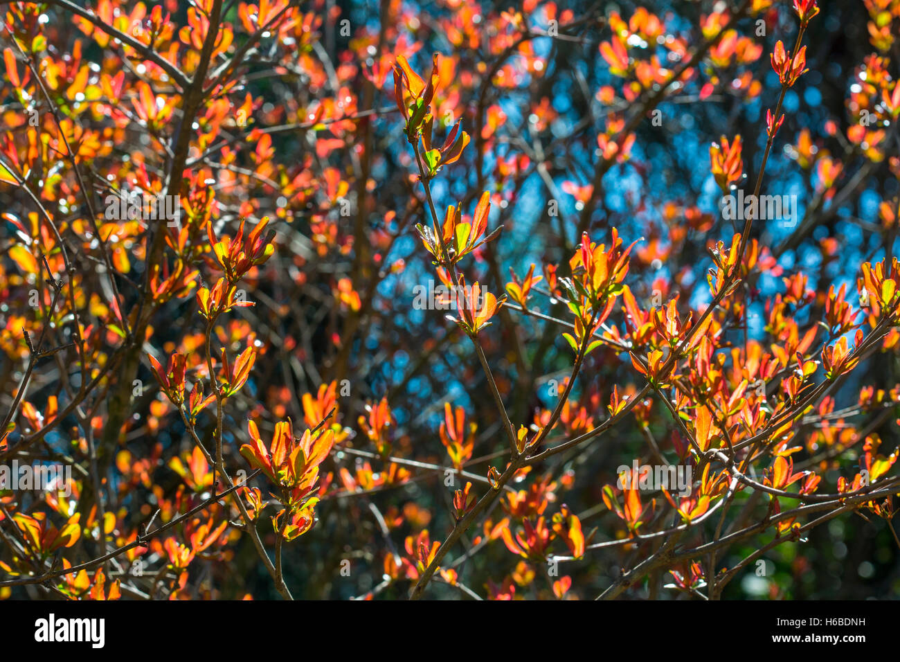 Branches of Pomegranate in april, Provence, France Stock Photo - Alamy