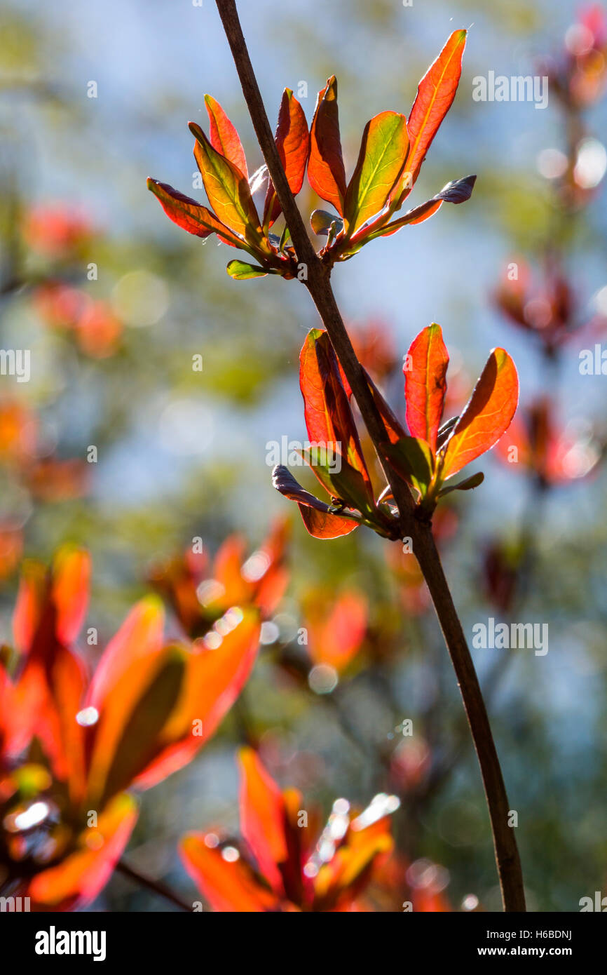 Branch of Pomegranate in april, Provence, France Stock Photo - Alamy