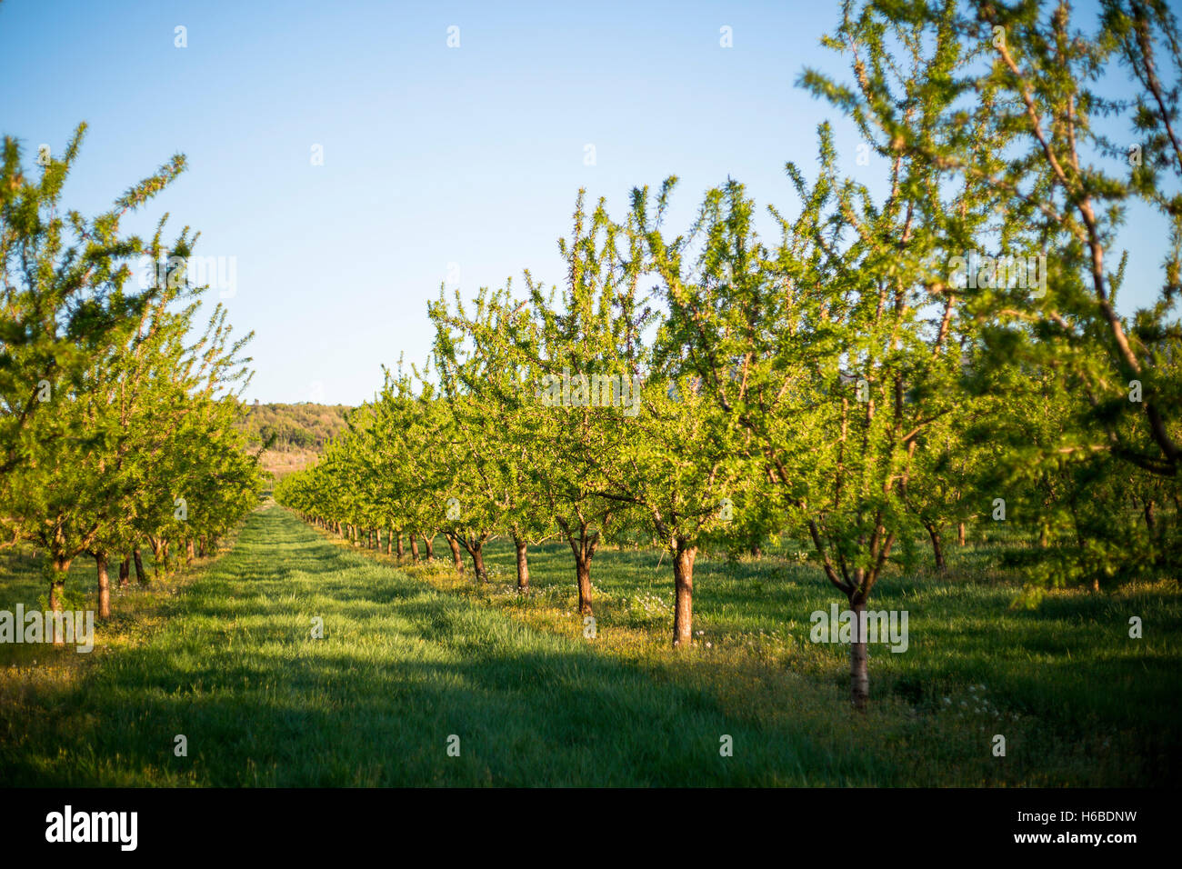 Almond orchard in april, Provence, France Stock Photo - Alamy