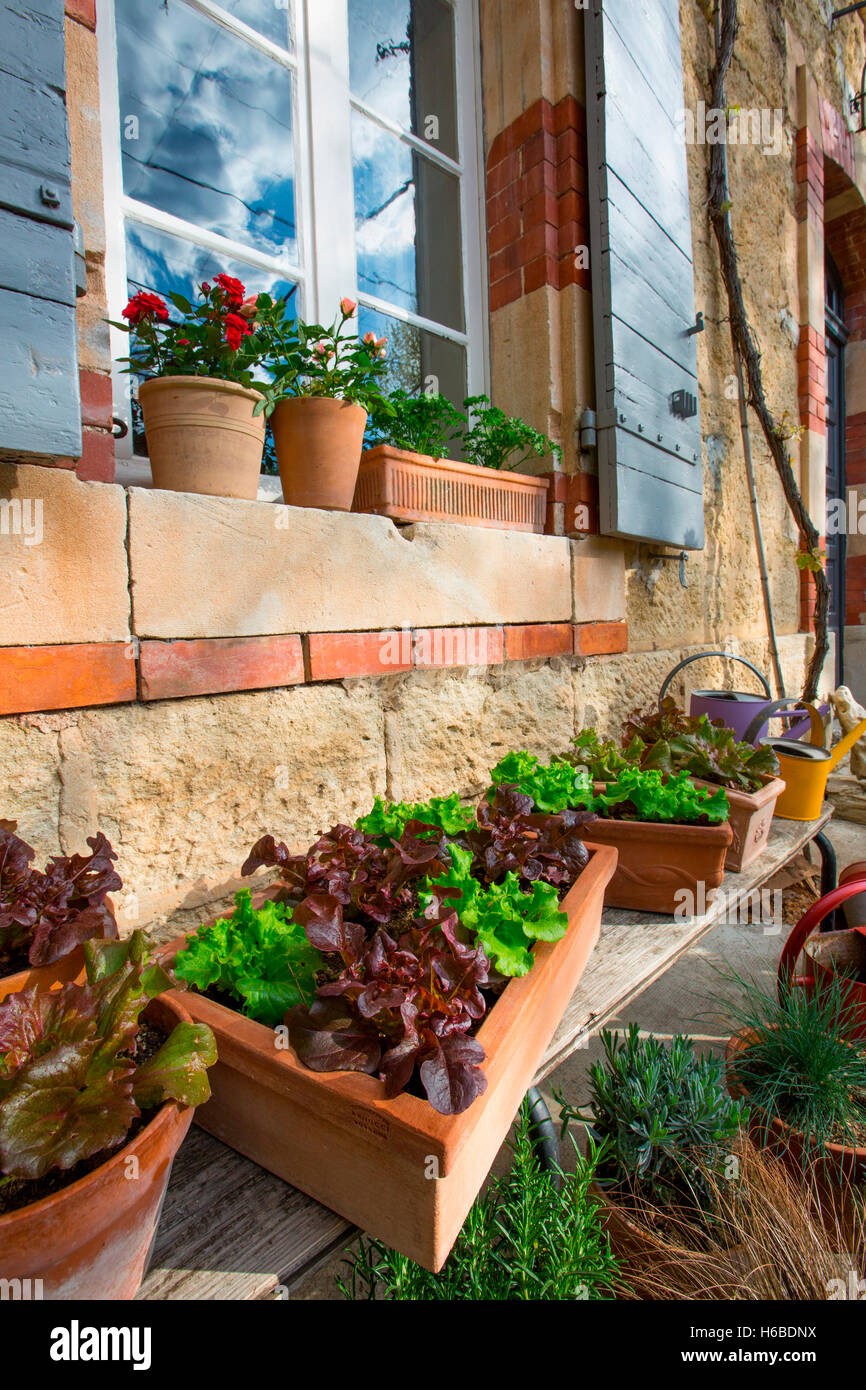 Salad growing in containers in front of a traditional house in Provence ...