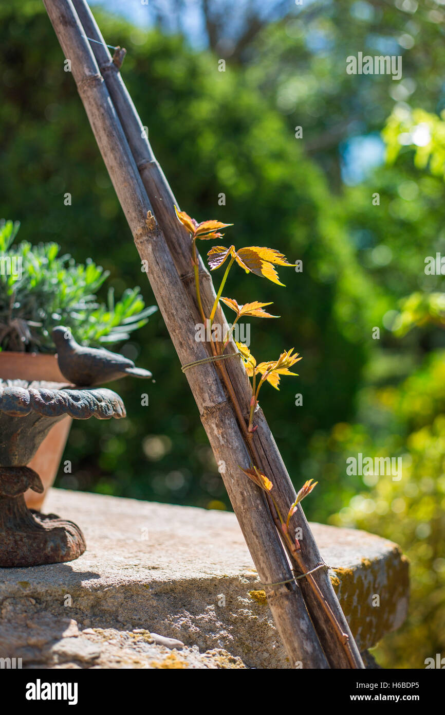 Parthenocissus shoot growing up a bamboo cane support, Provence, France ...