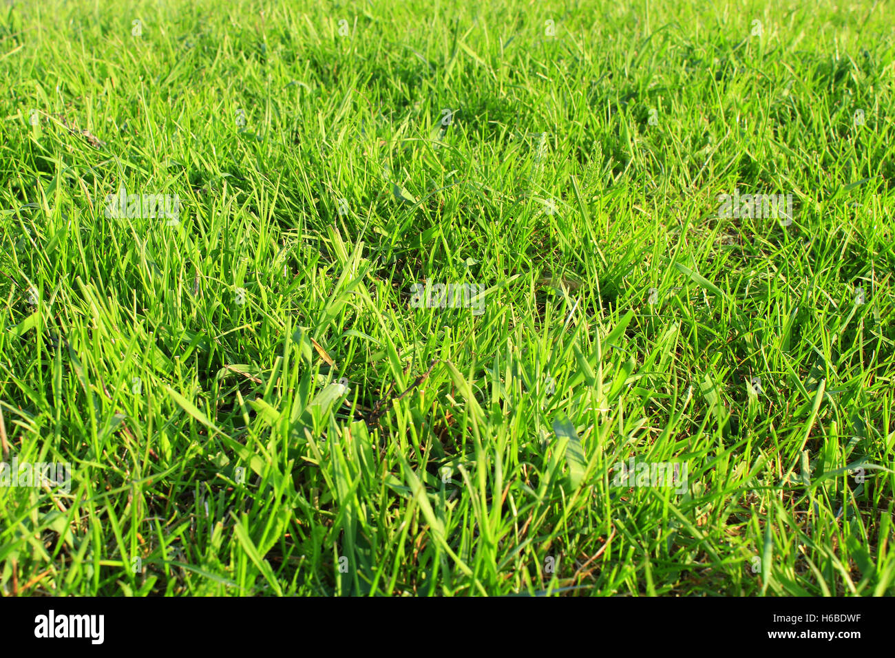 Beautiful green grass hi-res stock photography and images - Alamy