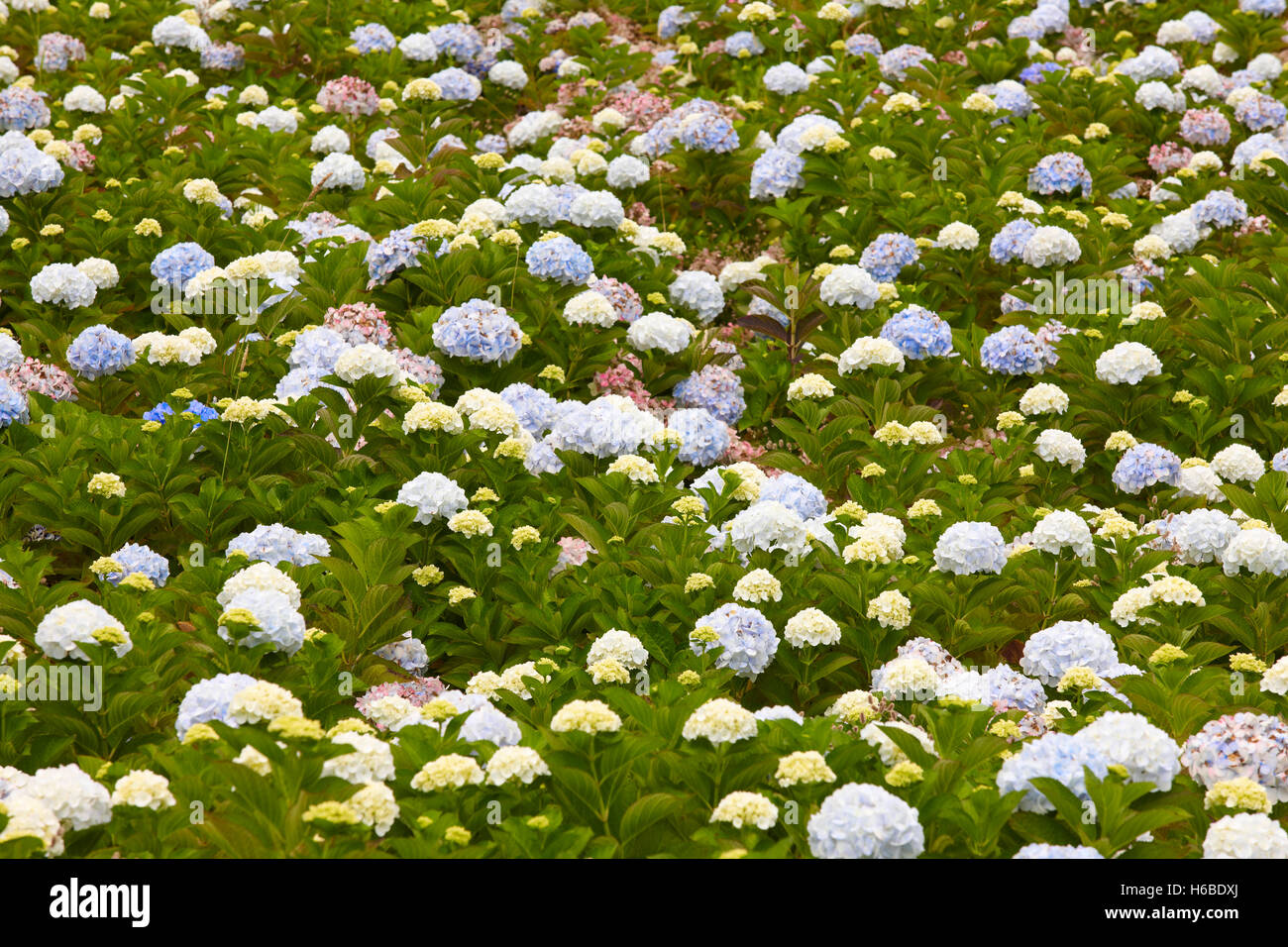 Purple, yellow and red hydrangea plants in the garden. Horizontal Stock ...