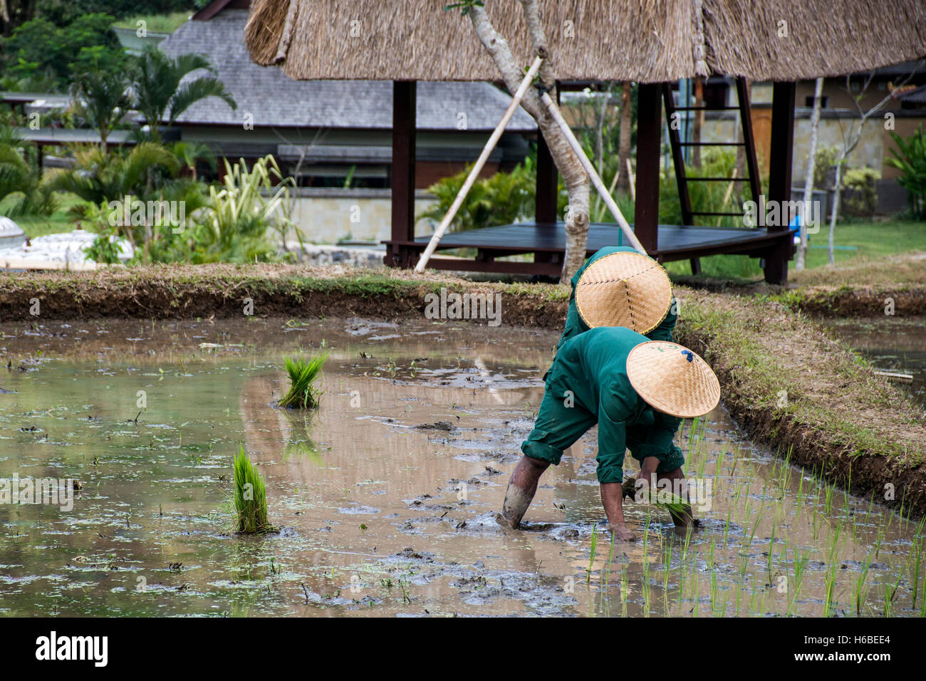 Bali Indonesia Rice Field planting in water local people Stock Photo ...