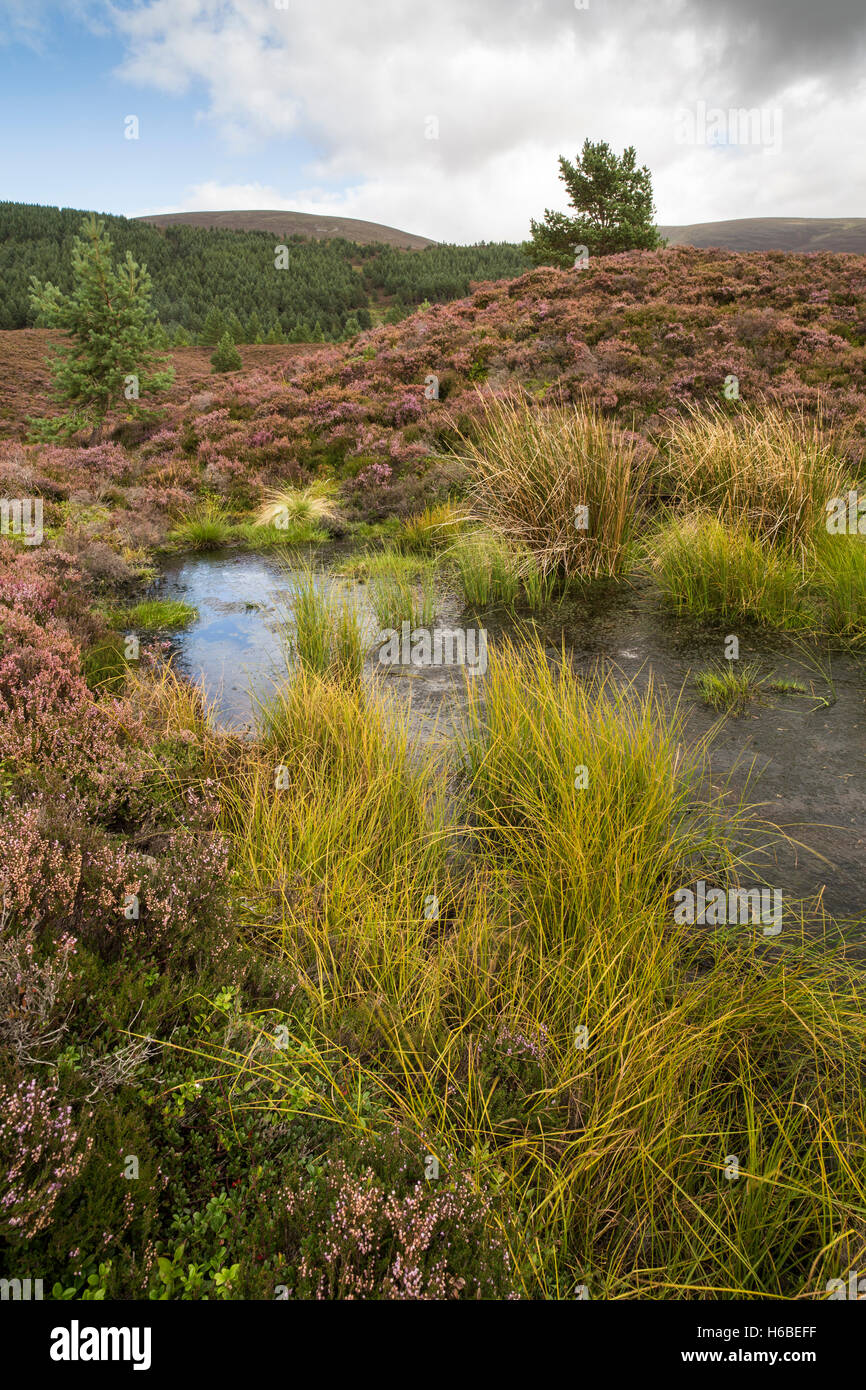 Bog landscape in glen feshie hi-res stock photography and images - Alamy