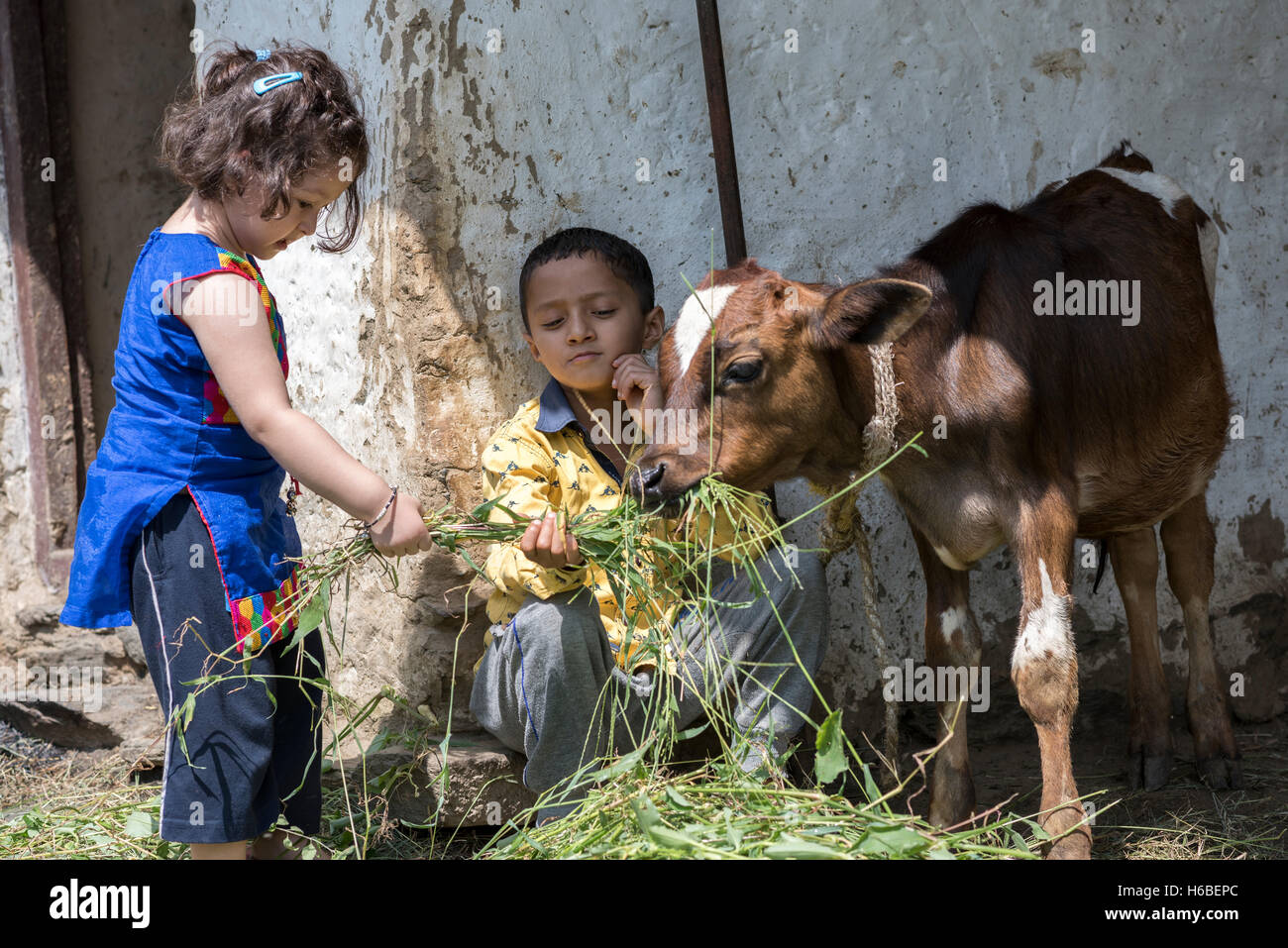 Indian Cow Images For Kids