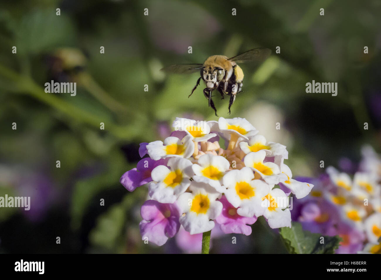 The southeastern blueberry bee Stock Photo - Alamy