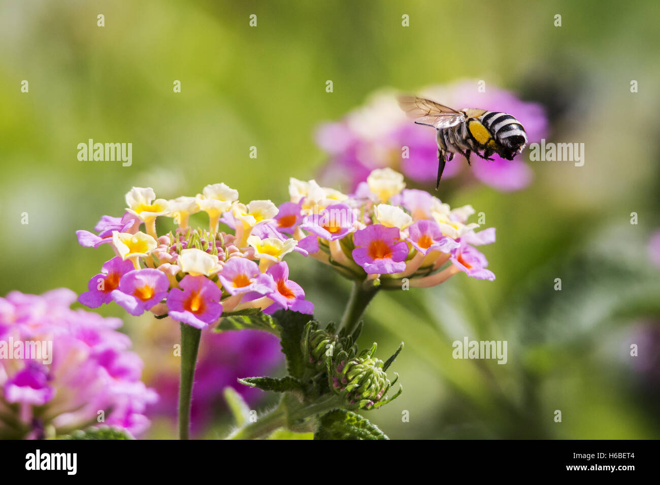 The southeastern blueberry bee Stock Photo - Alamy