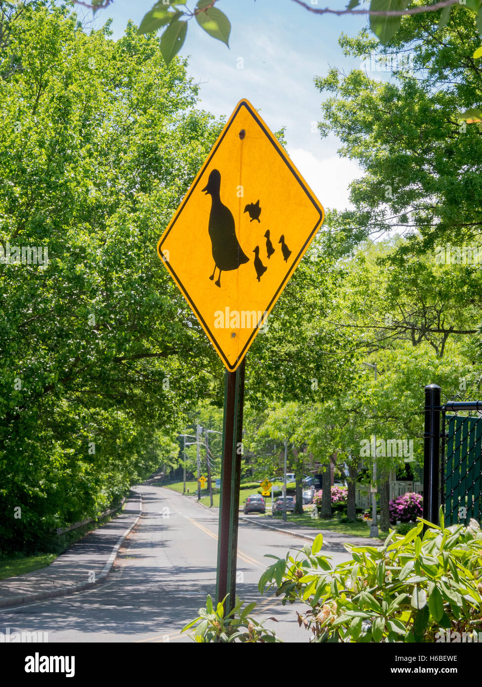 Warning signs duck crossing hi-res stock photography and images - Alamy