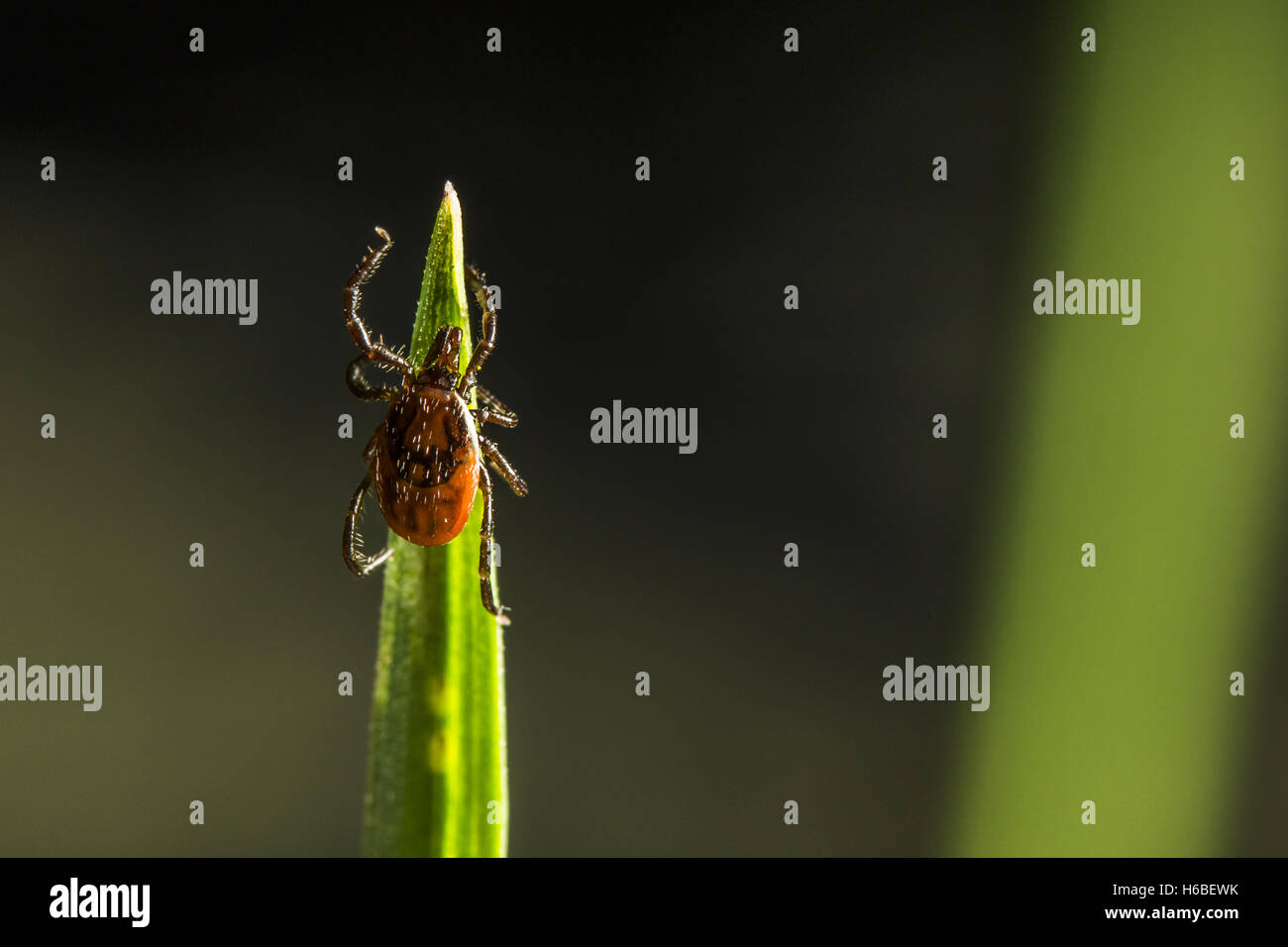 Sheep Ticks High Resolution Stock Photography and Images - Alamy