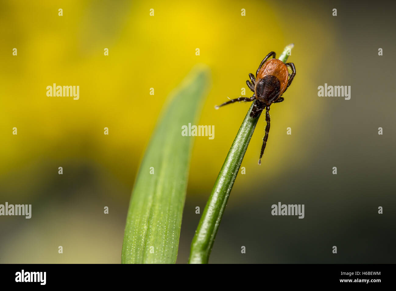 The castor bean tick Stock Photo - Alamy