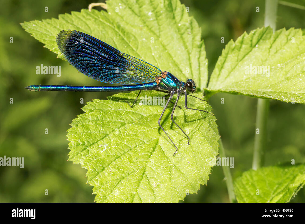 The beautiful demoiselle Stock Photo - Alamy