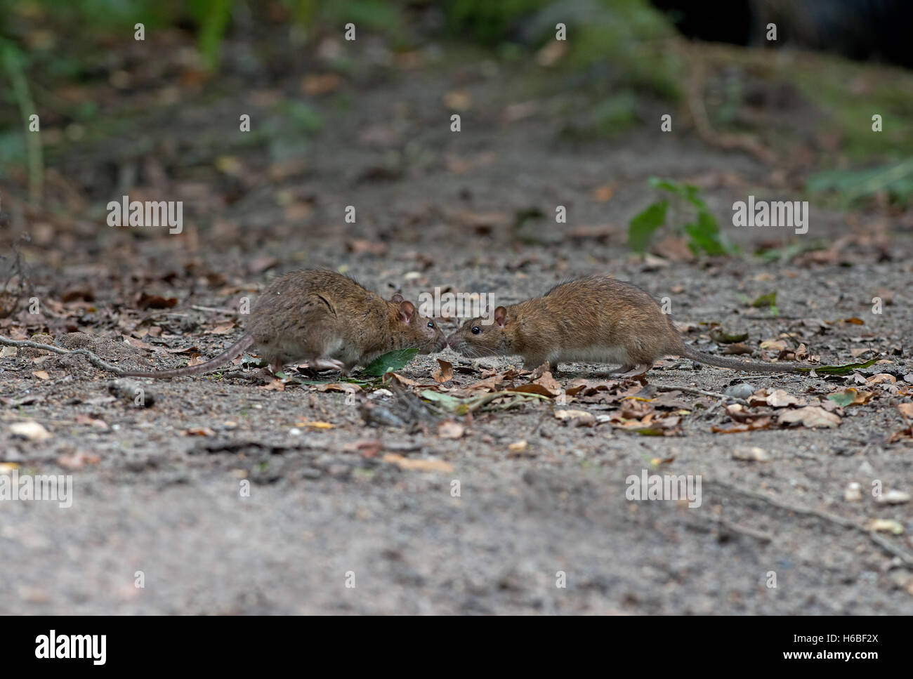 Brown Rats -Rattus norvegicus touch noses. Uk Stock Photo - Alamy