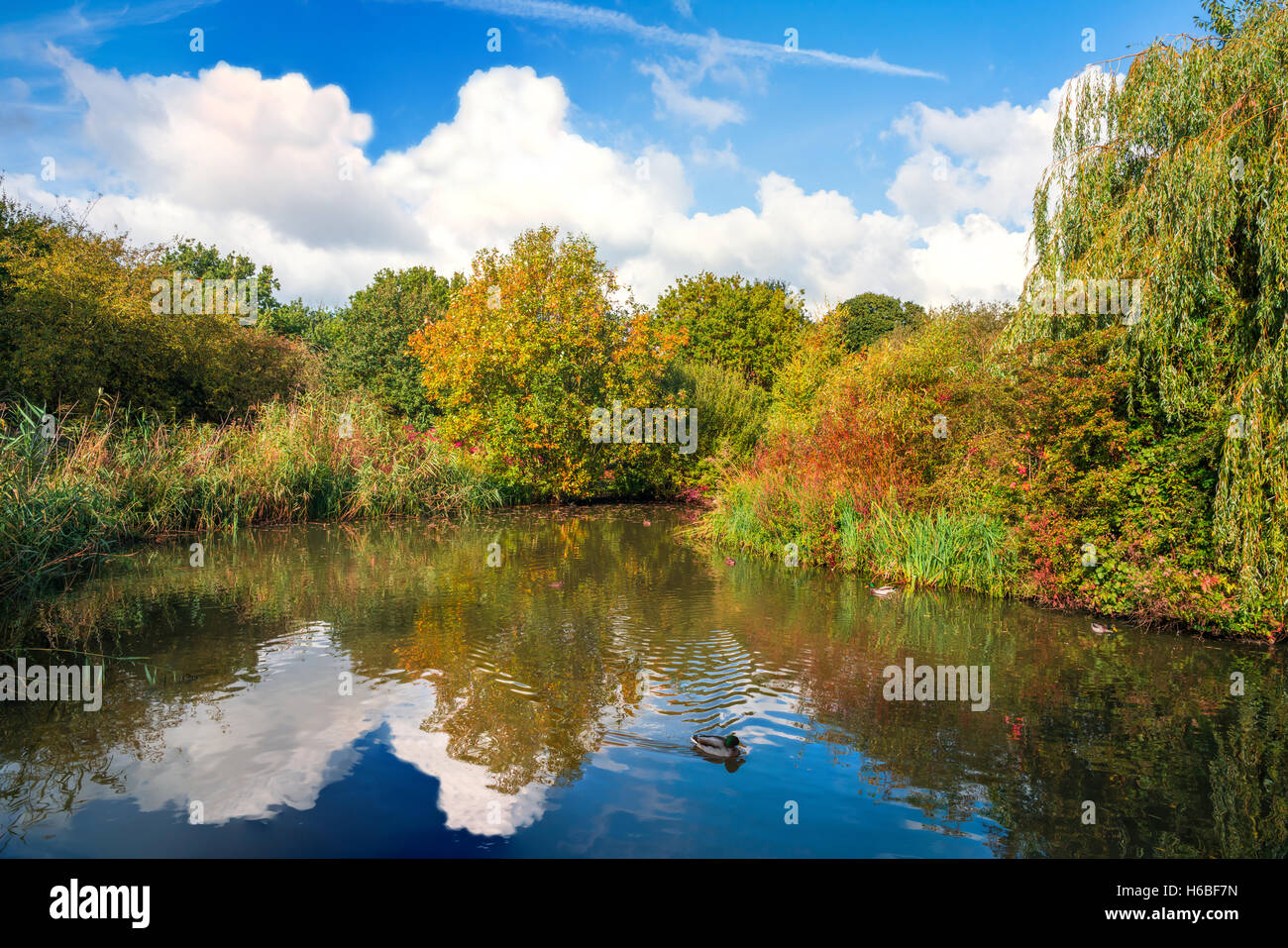 A pond in a park in the fall season, London, Uk Stock Photo - Alamy