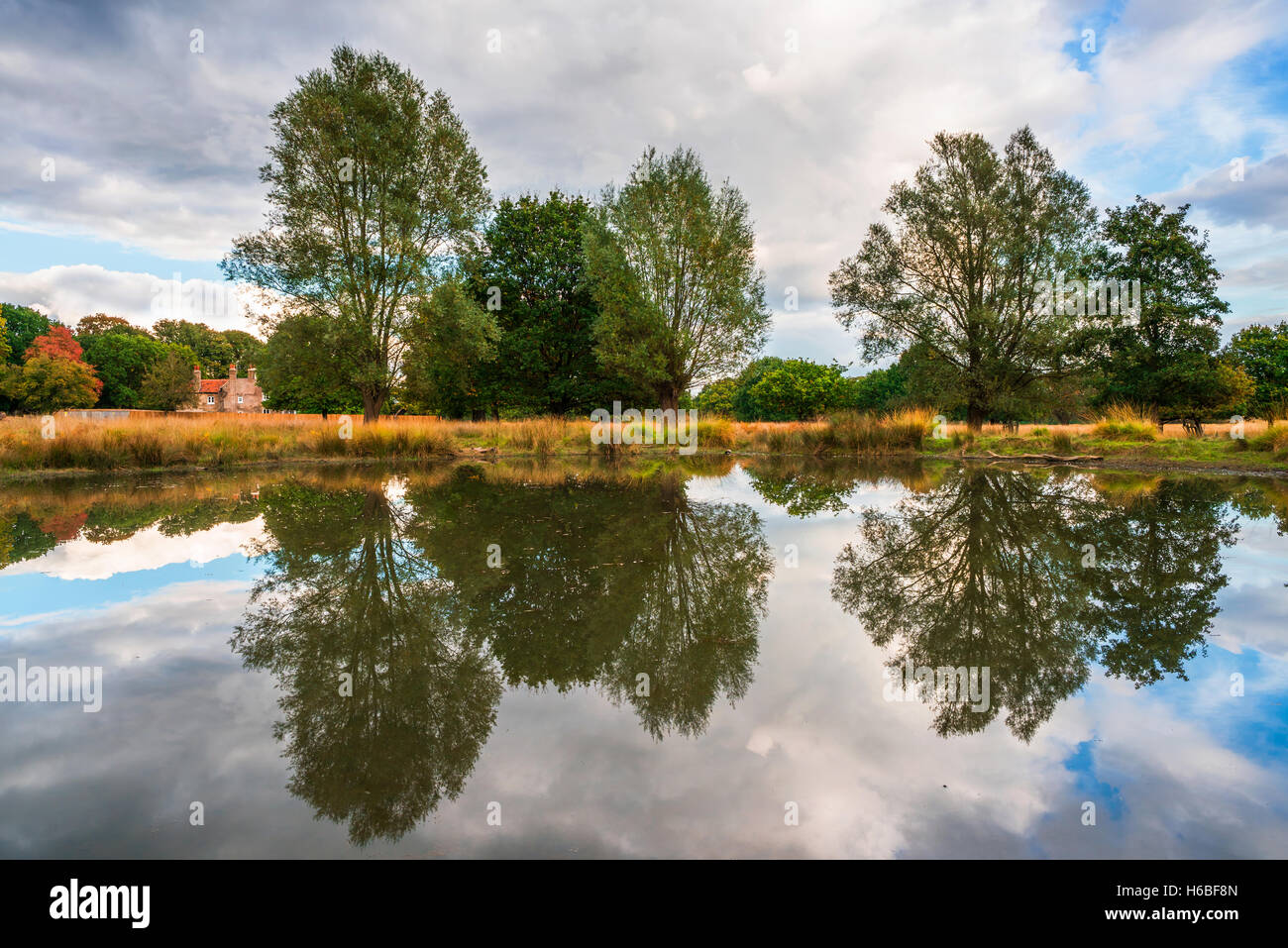 A pond in a park in the fall season, London, Uk Stock Photo - Alamy
