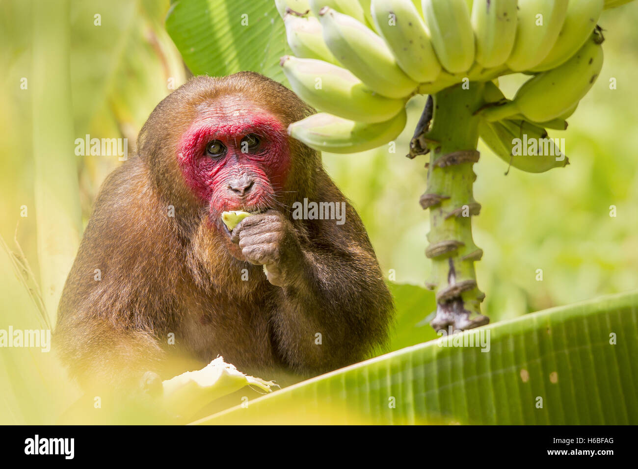 Red stump monkey hi-res stock photography and images - Alamy