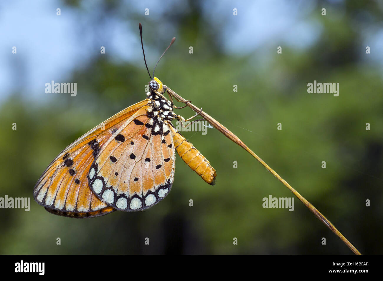 The Plain Tiger Stock Photo - Alamy