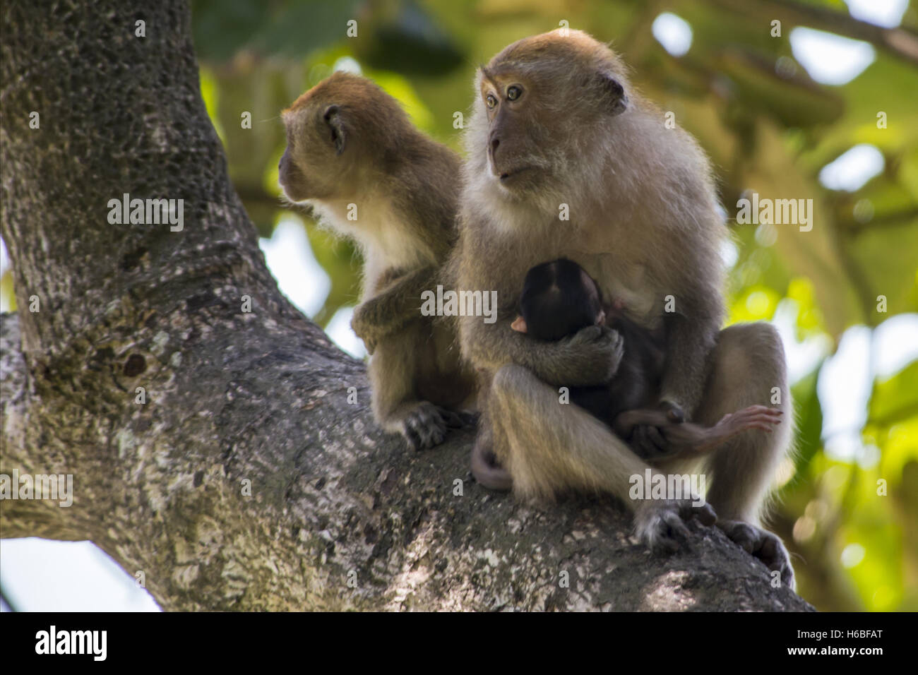 The monkey family Stock Photo - Alamy