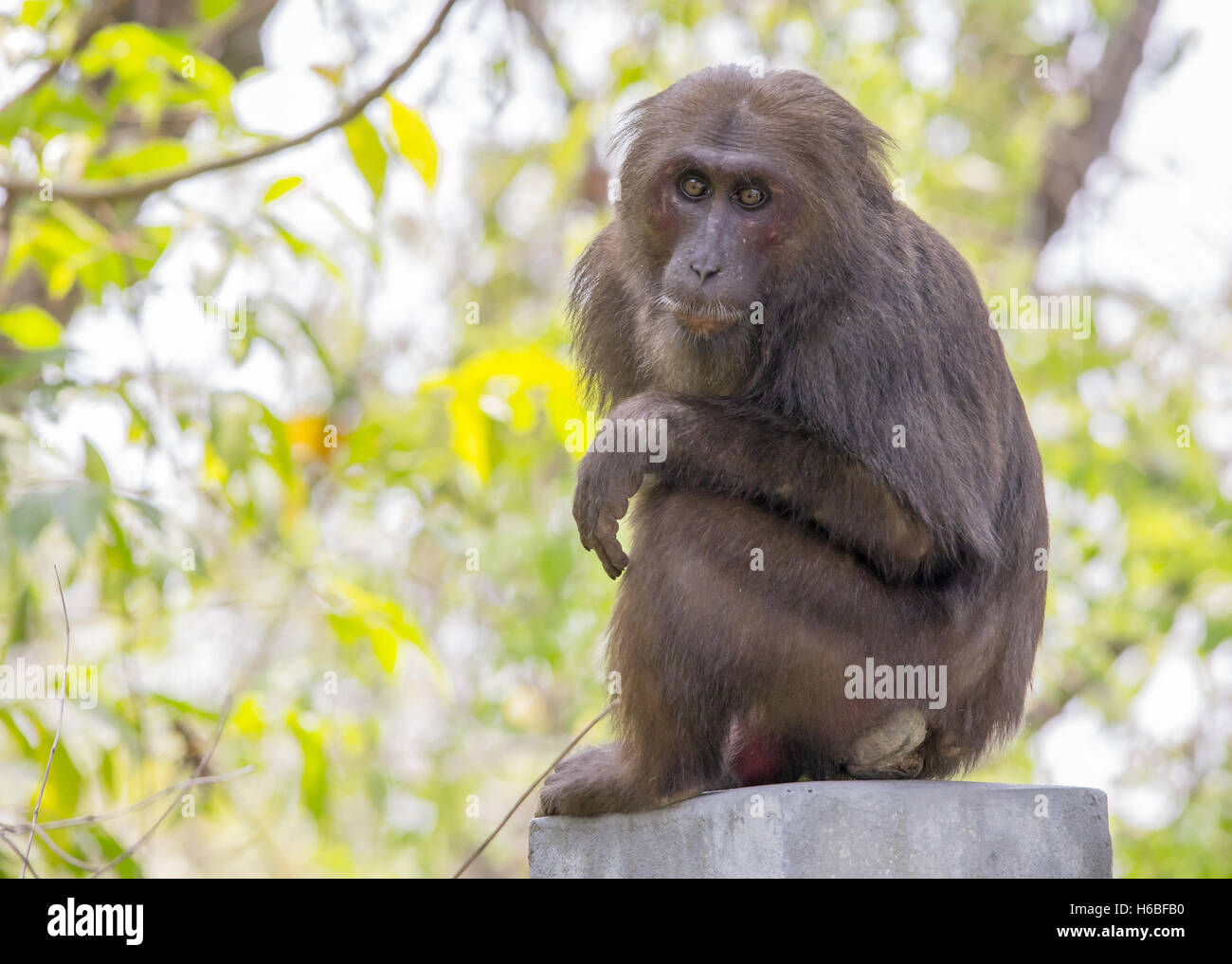 Stump Tailed Macaque High Resolution Stock Photography and Images - Alamy