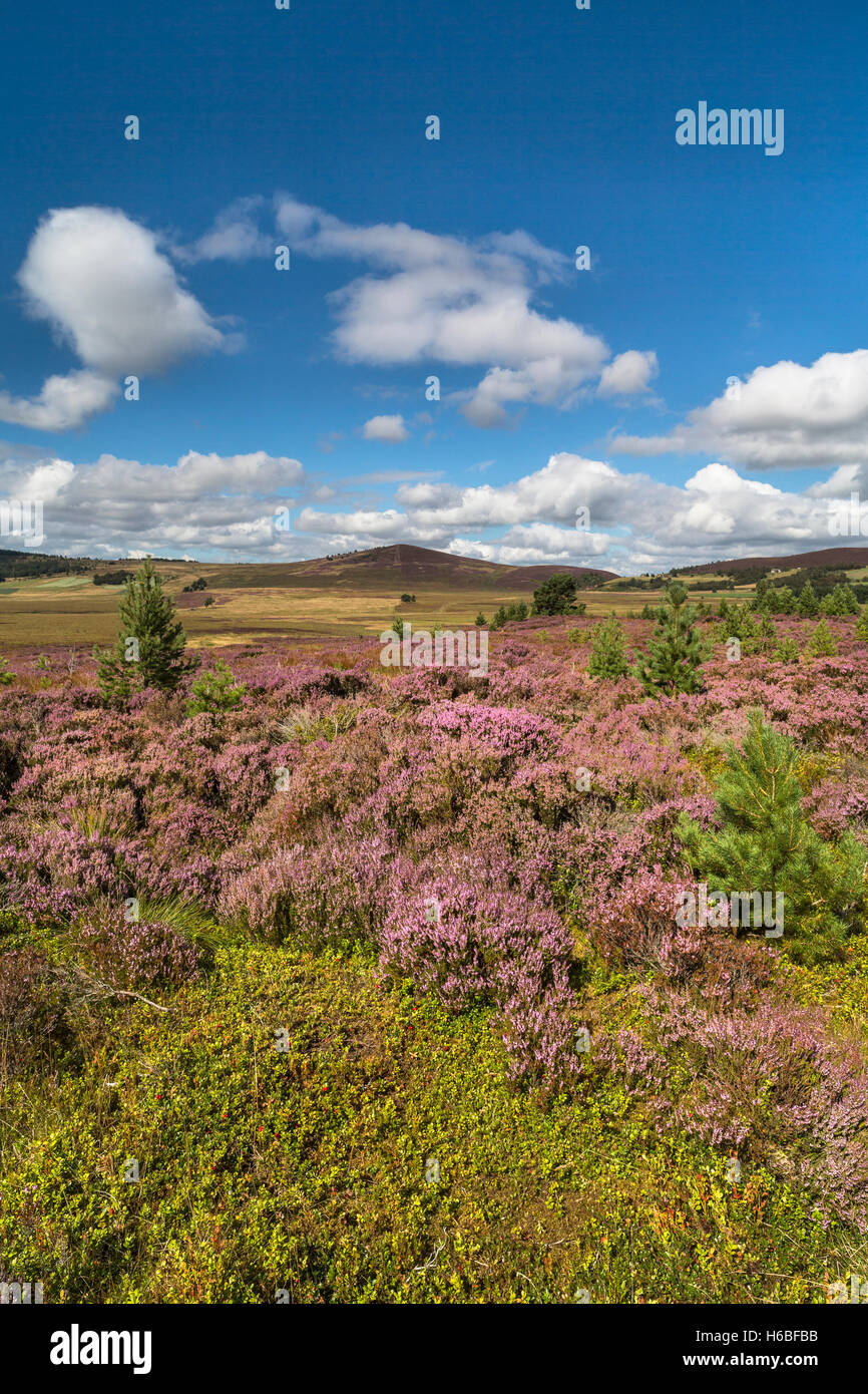 Heather scotland moorland hi-res stock photography and images - Alamy
