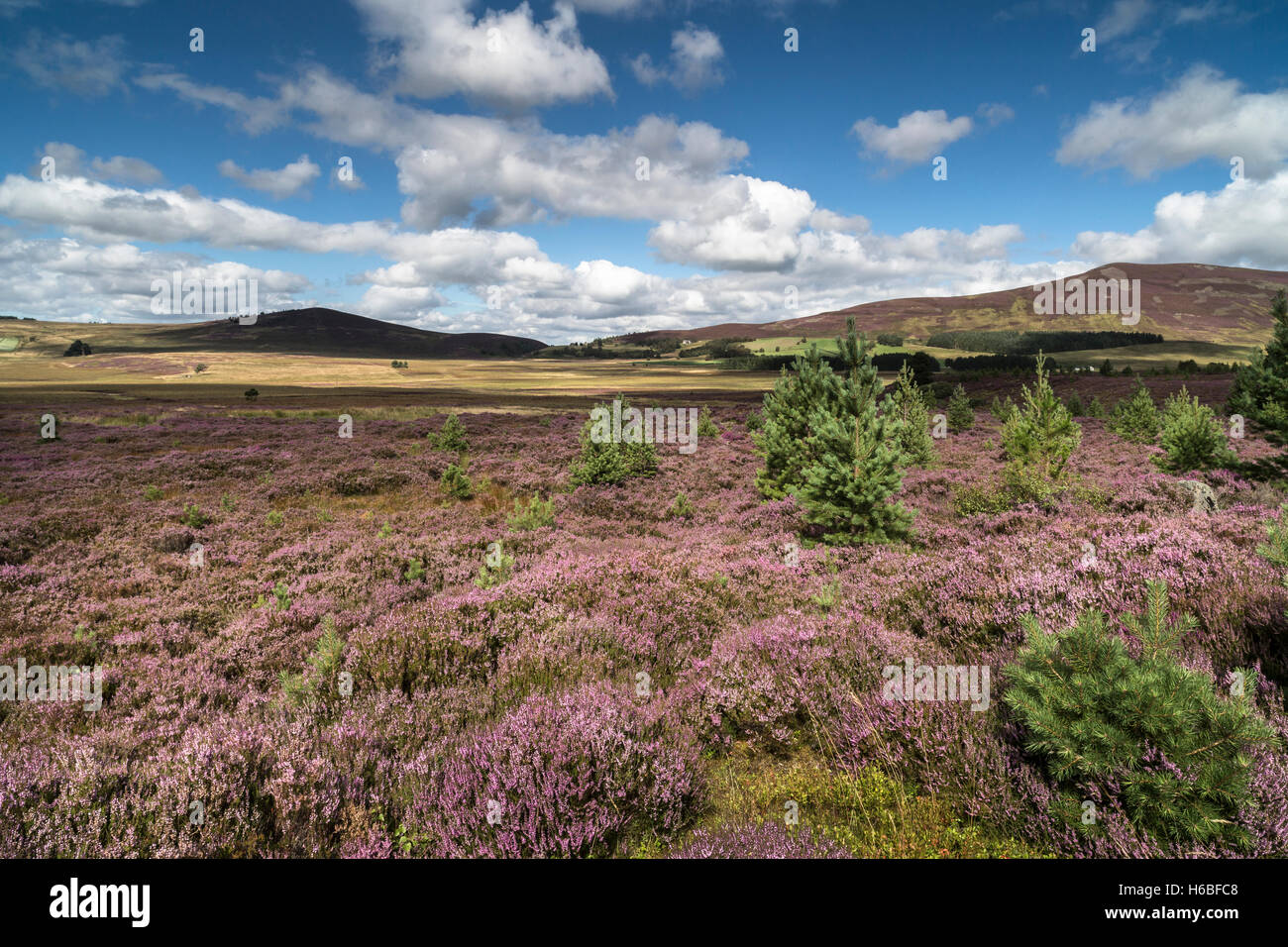 Heather highlands scotland hi-res stock photography and images - Alamy