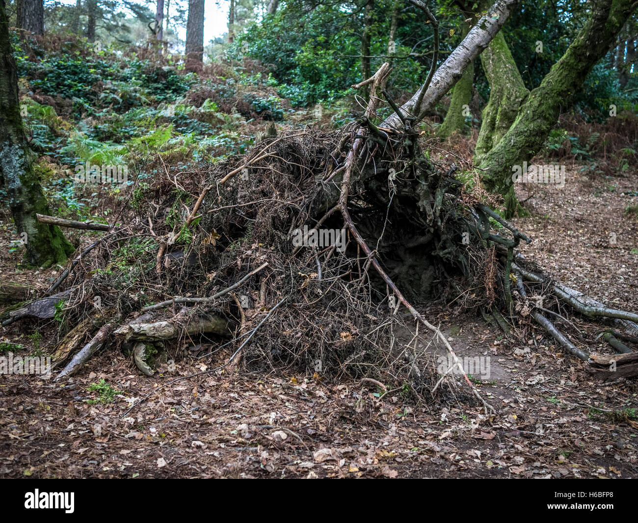 Den building forest hi-res stock photography and images - Alamy