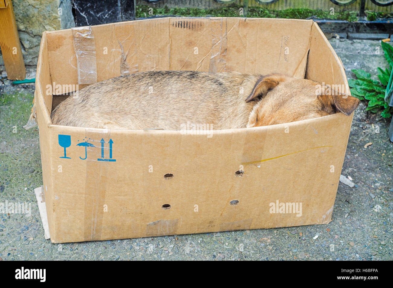 Homeless sad dog sleeping in box on street Stock Photo - Alamy