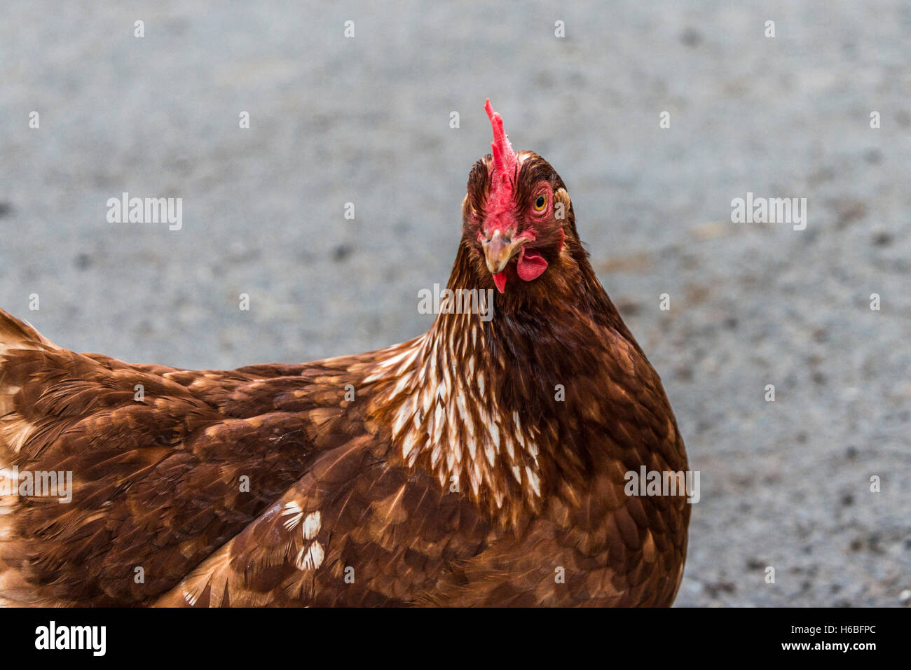 Gallus Gallus Domesticus High Resolution Stock Photography and Images ...