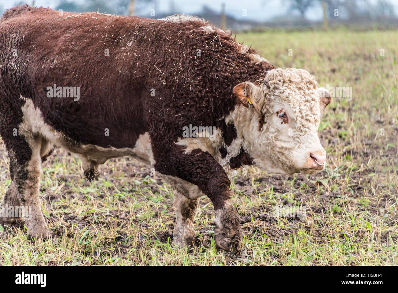 A bull in a field Stock Photo - Alamy